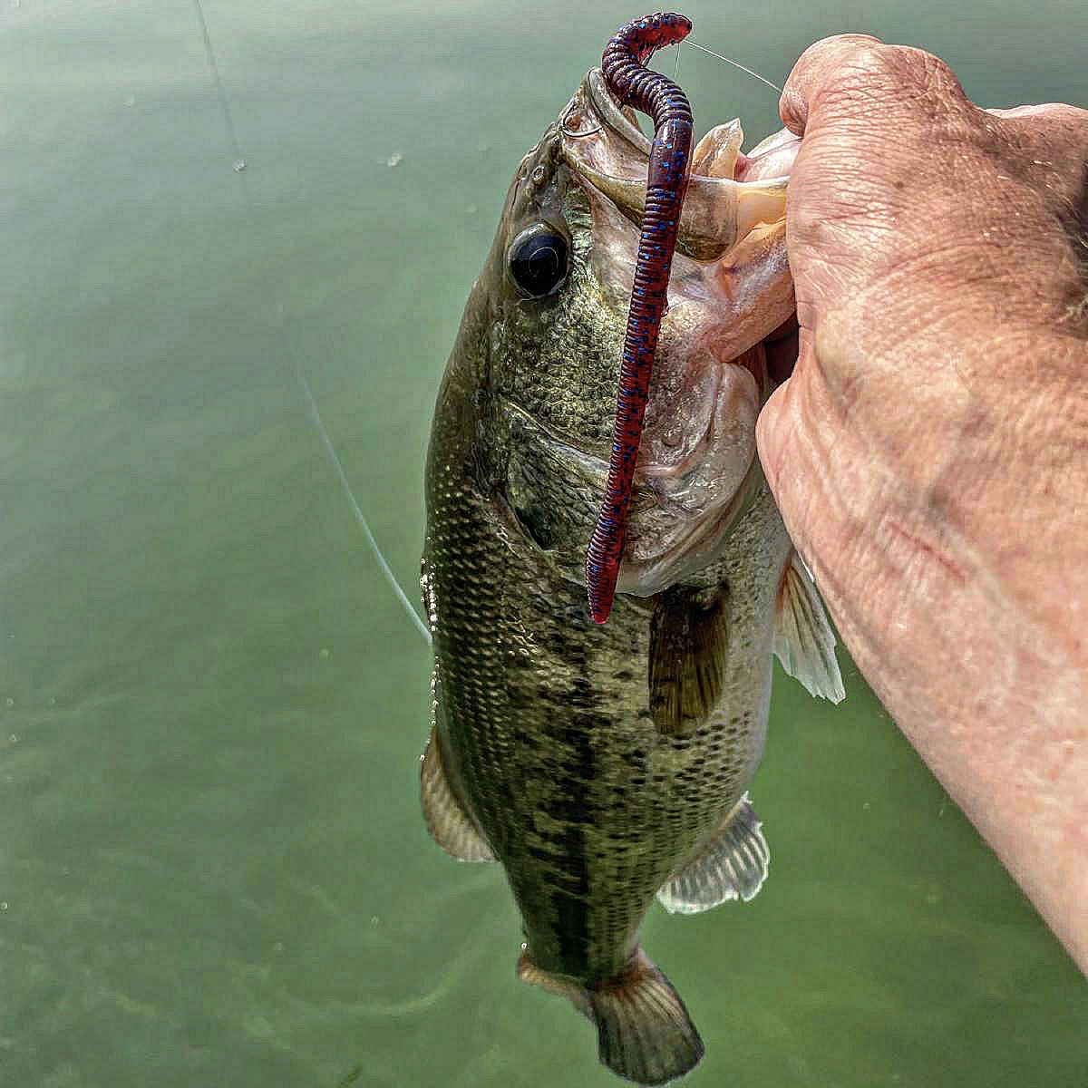 Best Soft Plastics For Bass Fishing In Late August - Wild Outdoor